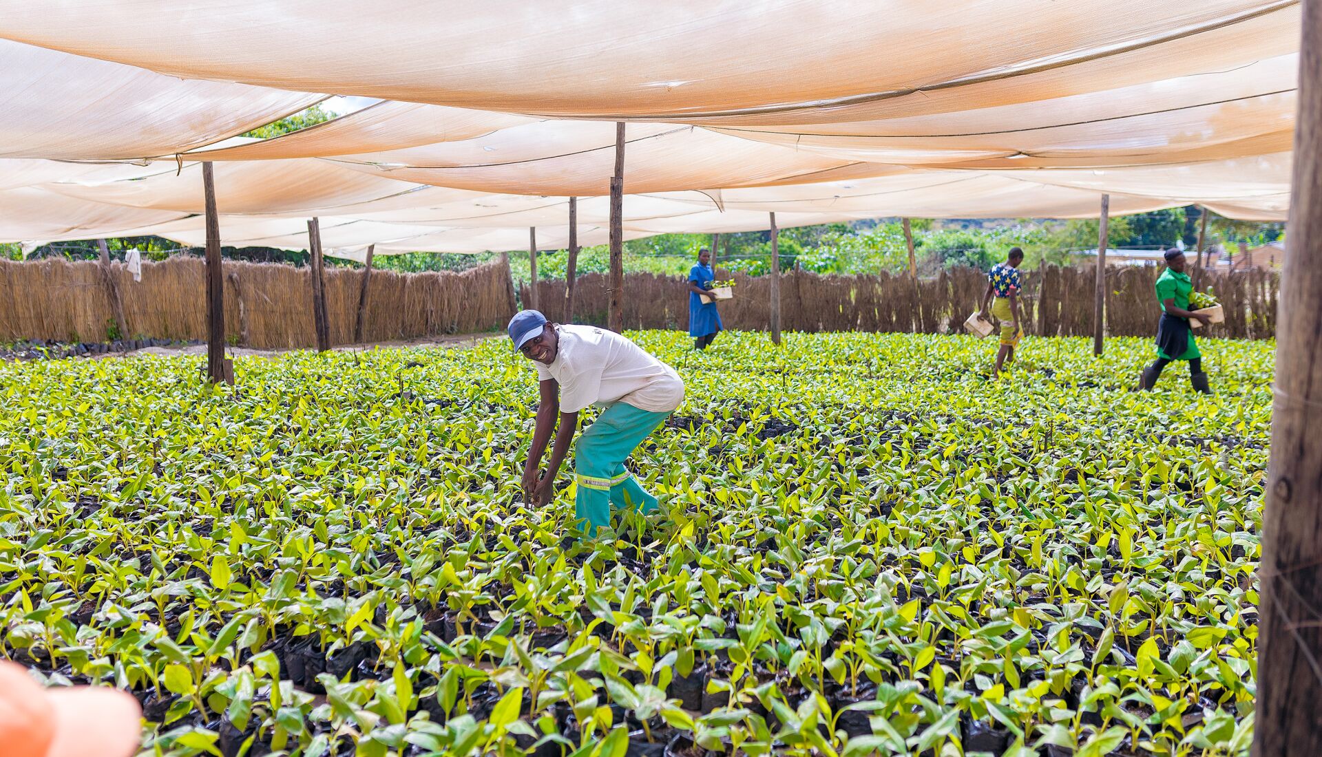 Blue Agri – High End Agriculture Solutions Provider in Africa